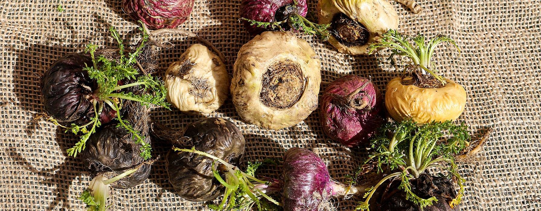 Maca – reviving and regenerative | Weleda
