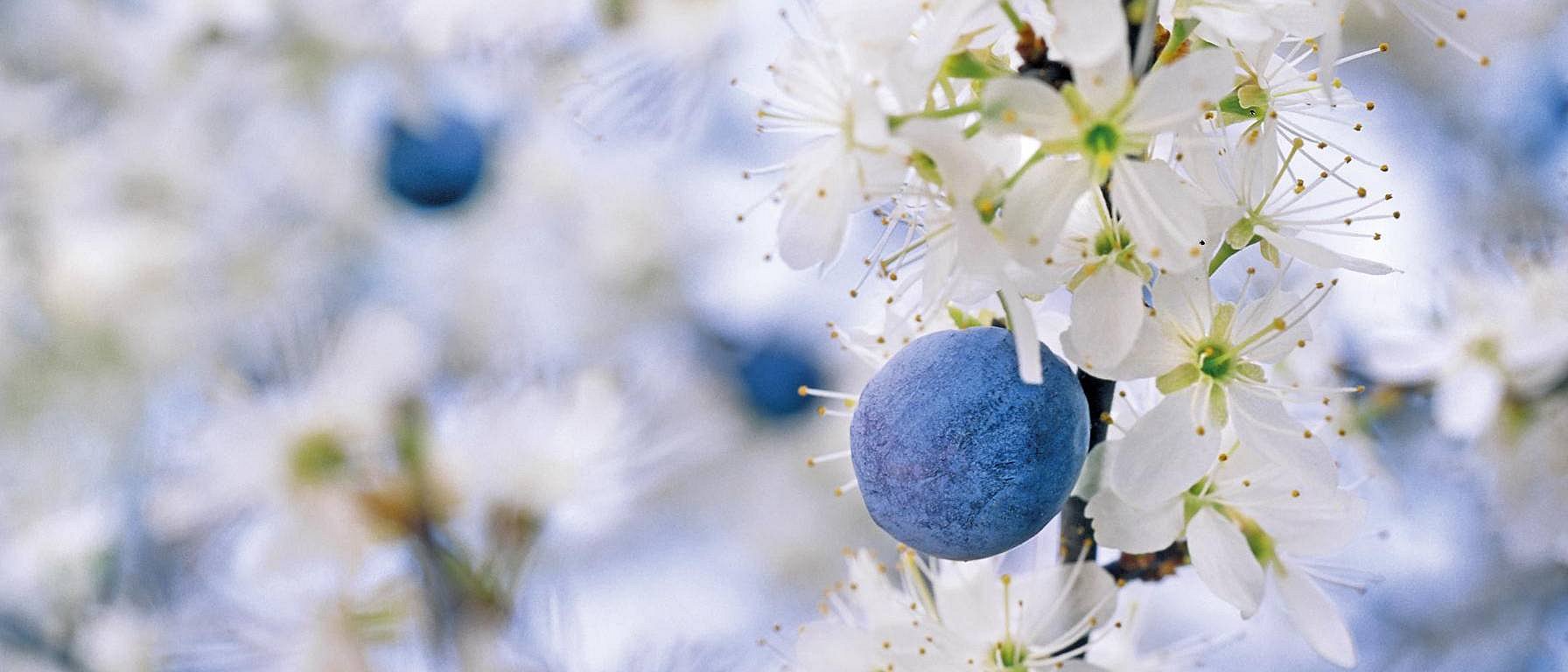 Celiac Safety & Gluten Information | Weleda Product | Weleda