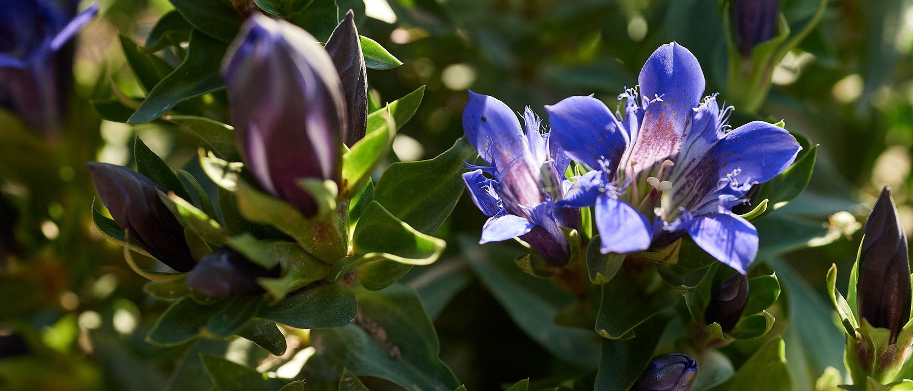 Blue gentian – stimulating and revitalising | Weleda