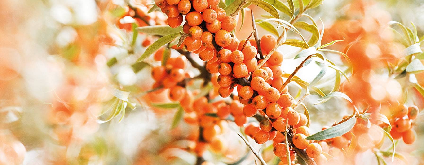 Sea buckthorn: Portrait of a Plant - Weleda
