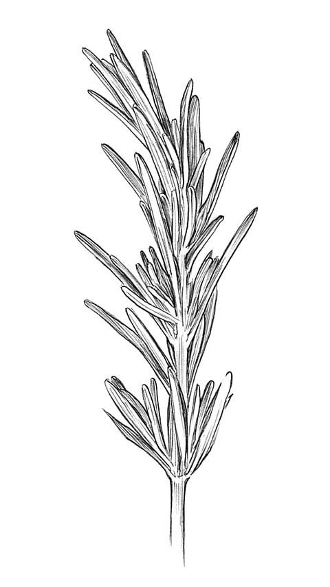 Rosemary Plant Benefits | Natural Botanical Guide | Weleda