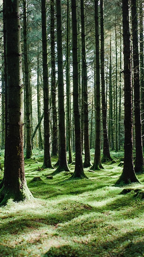 How the scent of trees can connect us with nature - Weleda