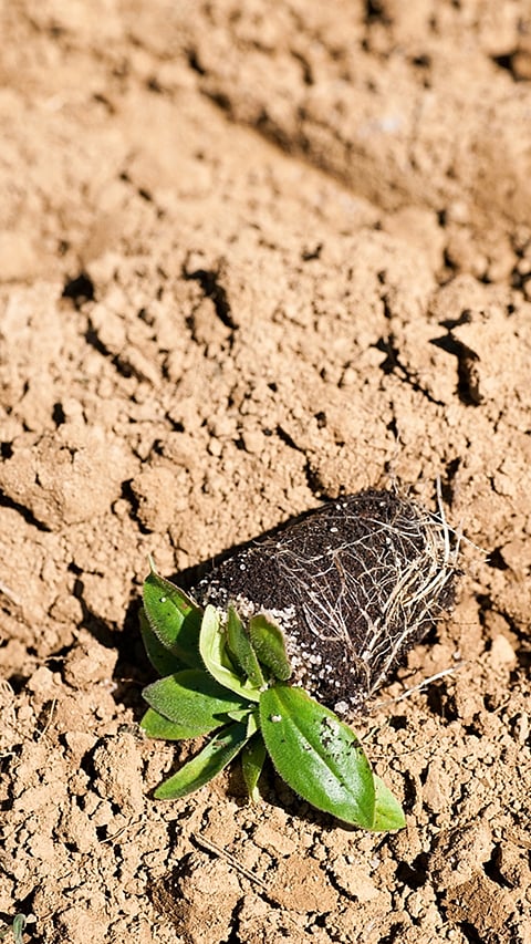 Soil Fertility and Soil Health Importance | Weleda