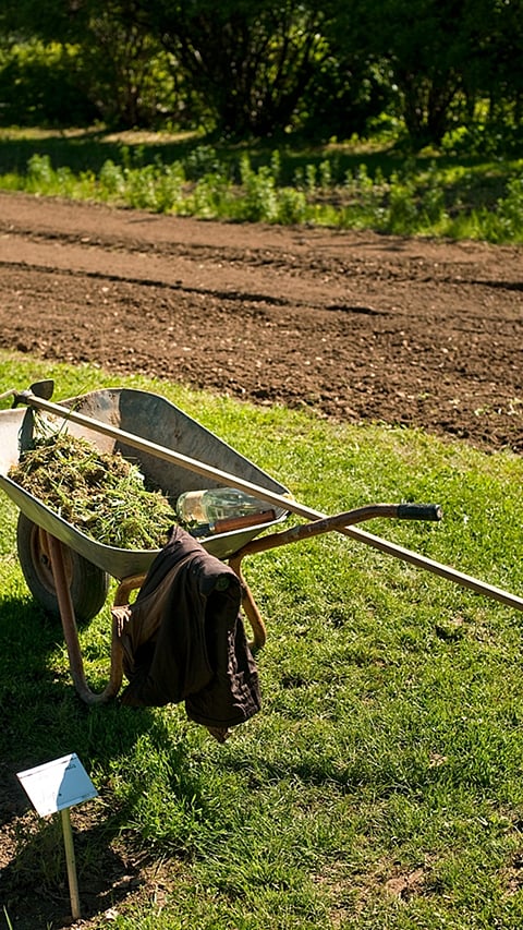 The importance of soil fertility and soil health - Weleda