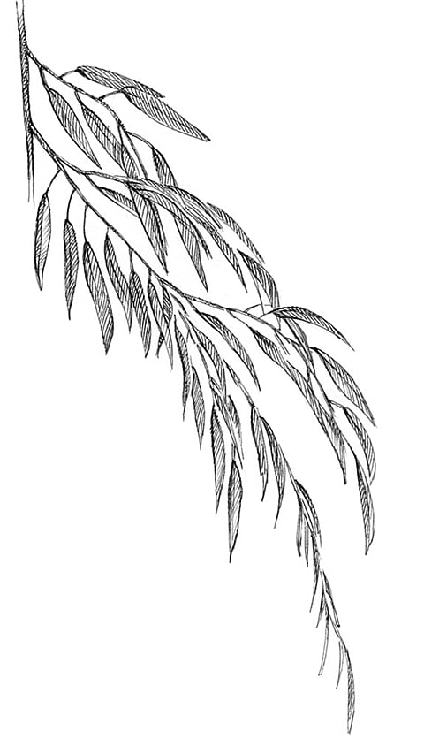 Extracts from the willow bark are used as ingredien | Weleda