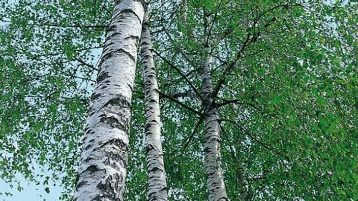 Birch | Weleda