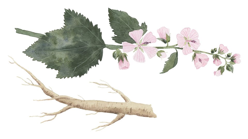Malva Silvestris (Mallow) Extract | Weleda