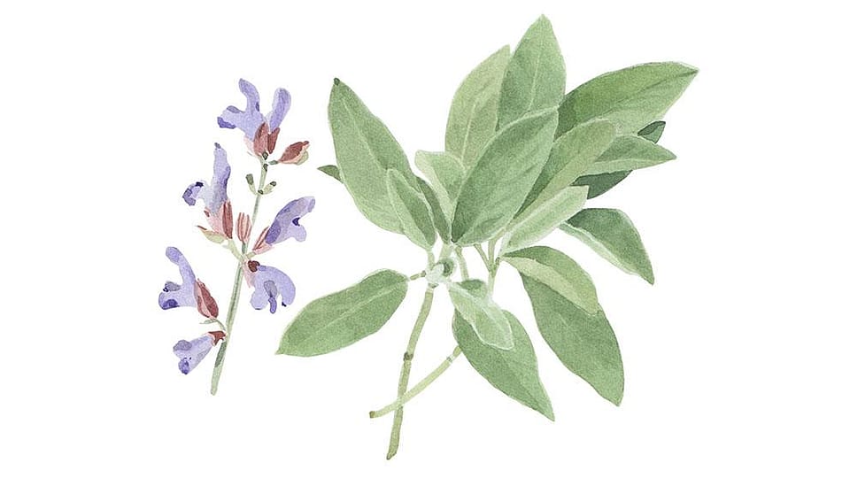 Herbal Fresh Deodorant Spray - Sage - no aluminum salts | Weleda