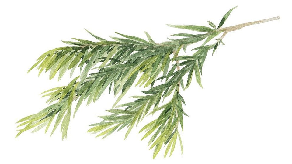 Melaleuca Alternifolia Leaf Oil - Weleda