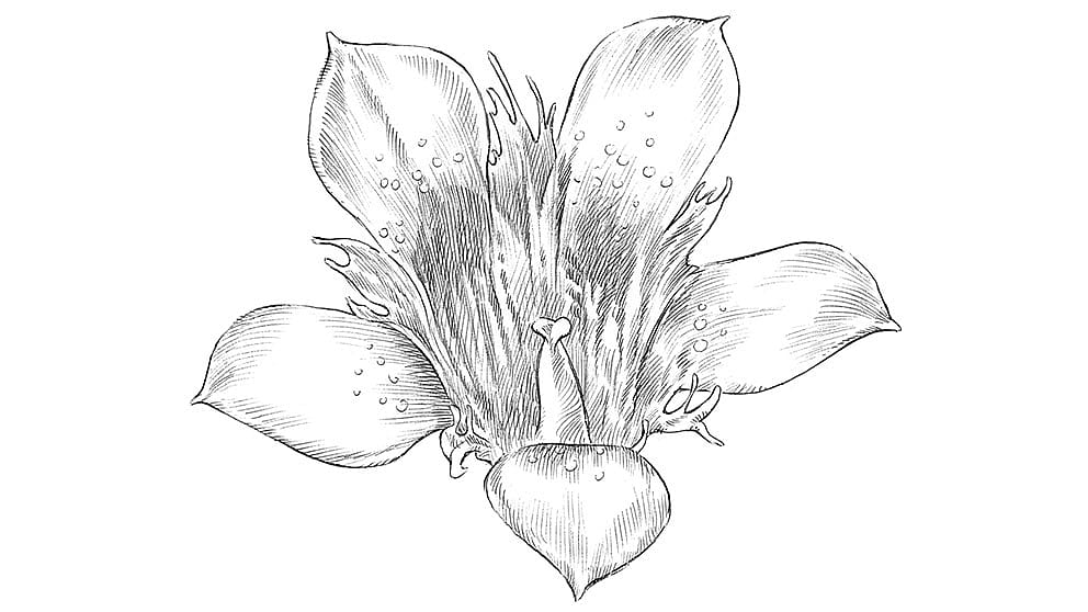 Blue gentian – stimulating and revitalising | Weleda
