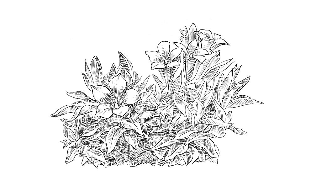 Blue gentian – stimulating and revitalising | Weleda